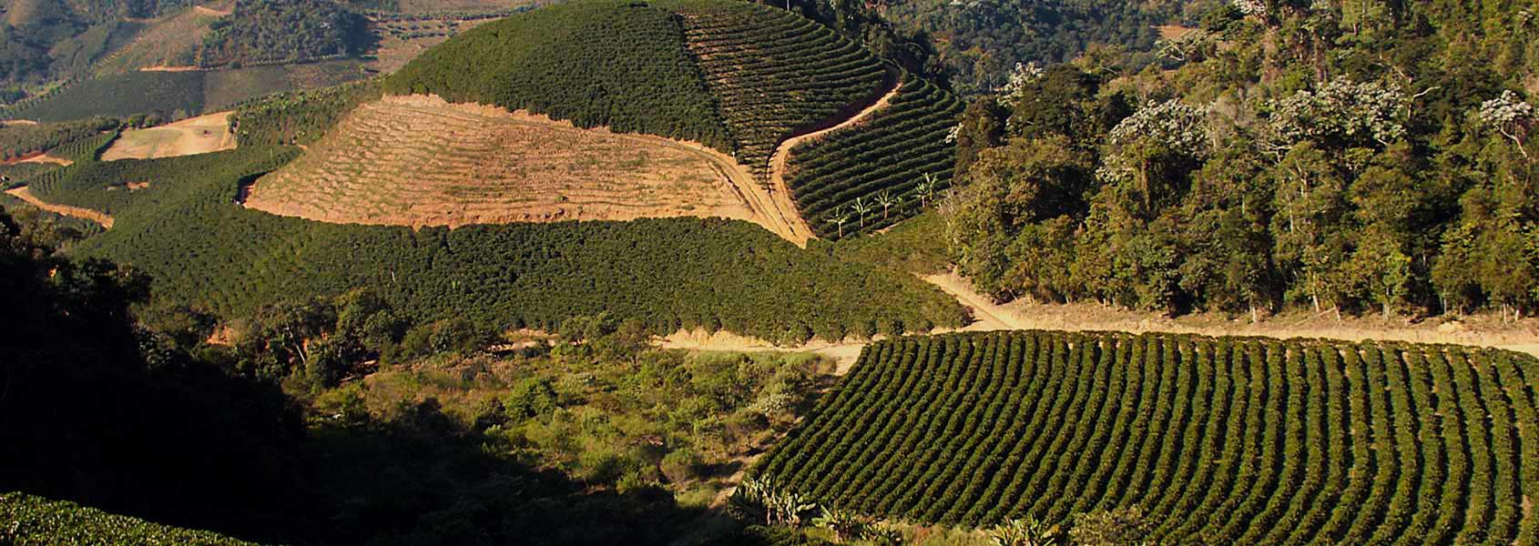 Liberty Java Ltd